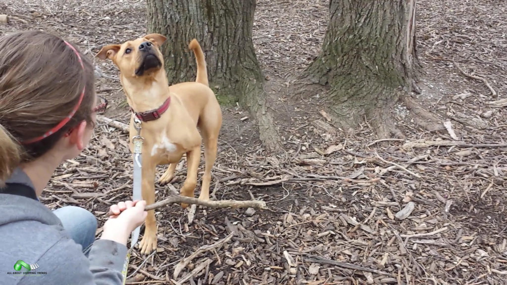 Fiest Dog is best hunting dog and also a great companion